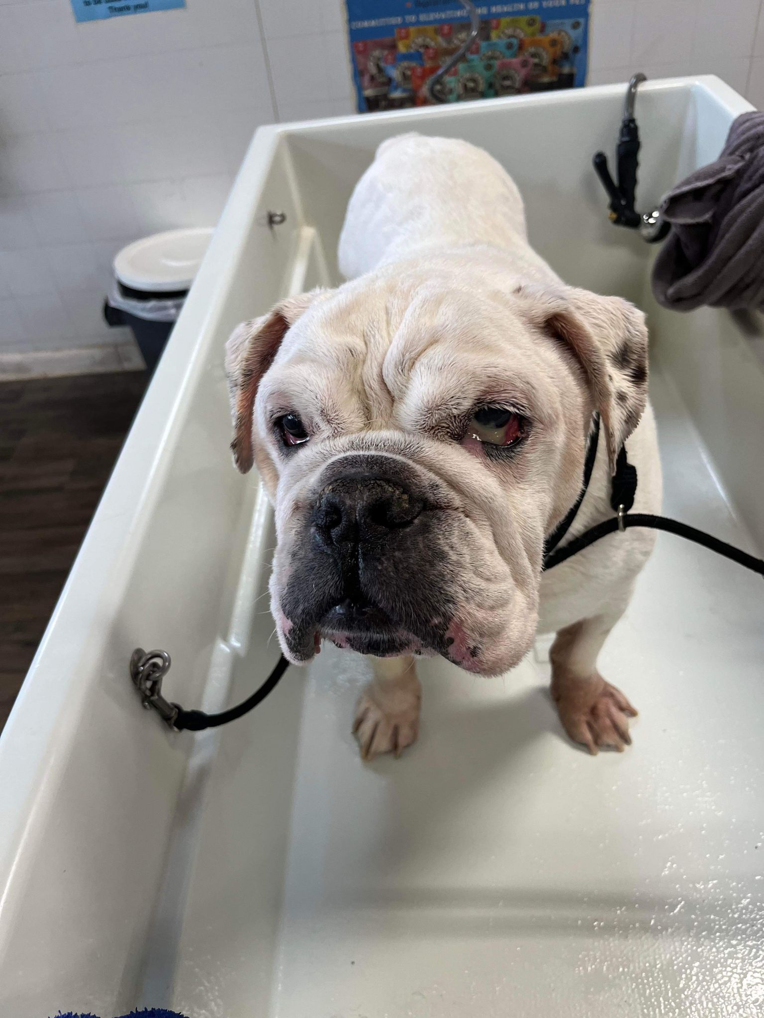 Meet | Bulldog Rescue Network