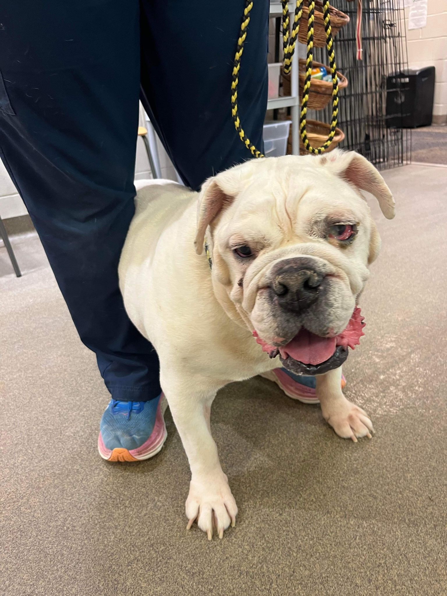Meet | Bulldog Rescue Network