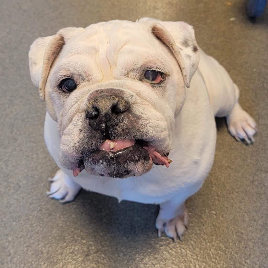 Meet | Bulldog Rescue Network